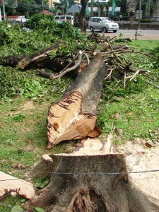 OUR PHILIPPINE TREES: Reminiscing the Narra Trees of Manila Cathedral