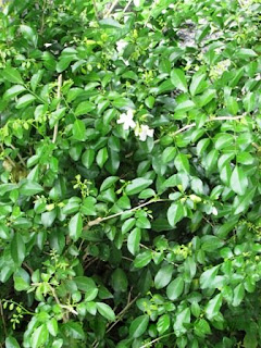 OUR PHILIPPINE TREES: The Sweet Smelling Kamuning