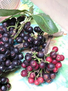 OUR PHILIPPINE TREES: Enjoying the Lipote Once More