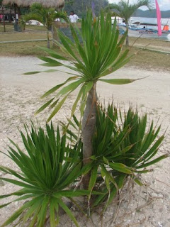 OUR PHILIPPINE TREES: Is That a Yucca Tree?