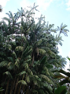 OUR PHILIPPINE TREES: The Intimidating Appeal of the Native Anibong