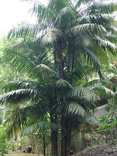 OUR PHILIPPINE TREES: The Intimidating Appeal of the Native Anibong