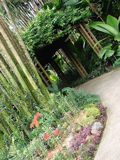 OUR PHILIPPINE TREES: The Intimidating Appeal of the Native Anibong