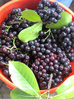 OUR PHILIPPINE TREES: It's Lipote Season Once More