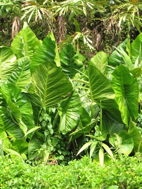 OUR PHILIPPINE TREES: Palawan the Plant