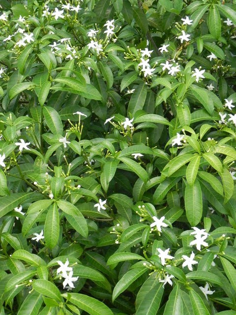 OUR PHILIPPINE TREES: Kampupot sa Ilalim ng Tulay!