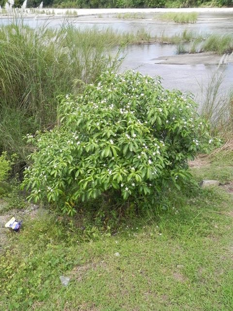 OUR PHILIPPINE TREES: Kampupot sa Ilalim ng Tulay!