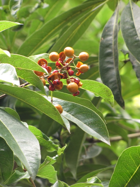 OUR PHILIPPINE TREES: The Botanist's Choices