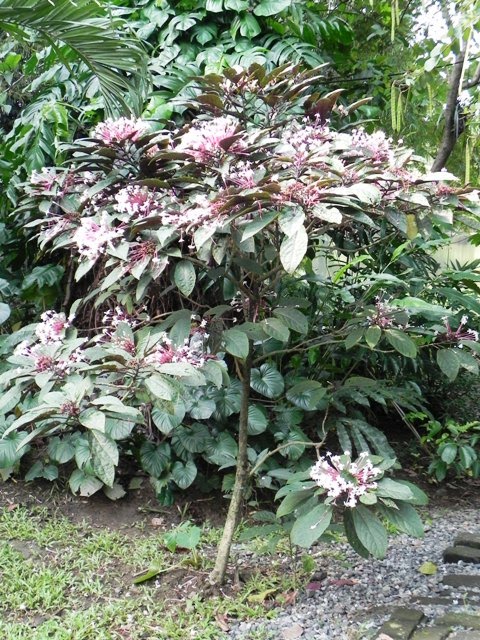 OUR PHILIPPINE TREES: The Advance Bagawak Bloom