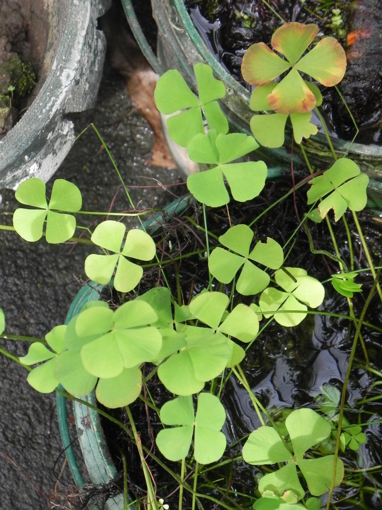 OUR PHILIPPINE TREES: The Lucky Fern!