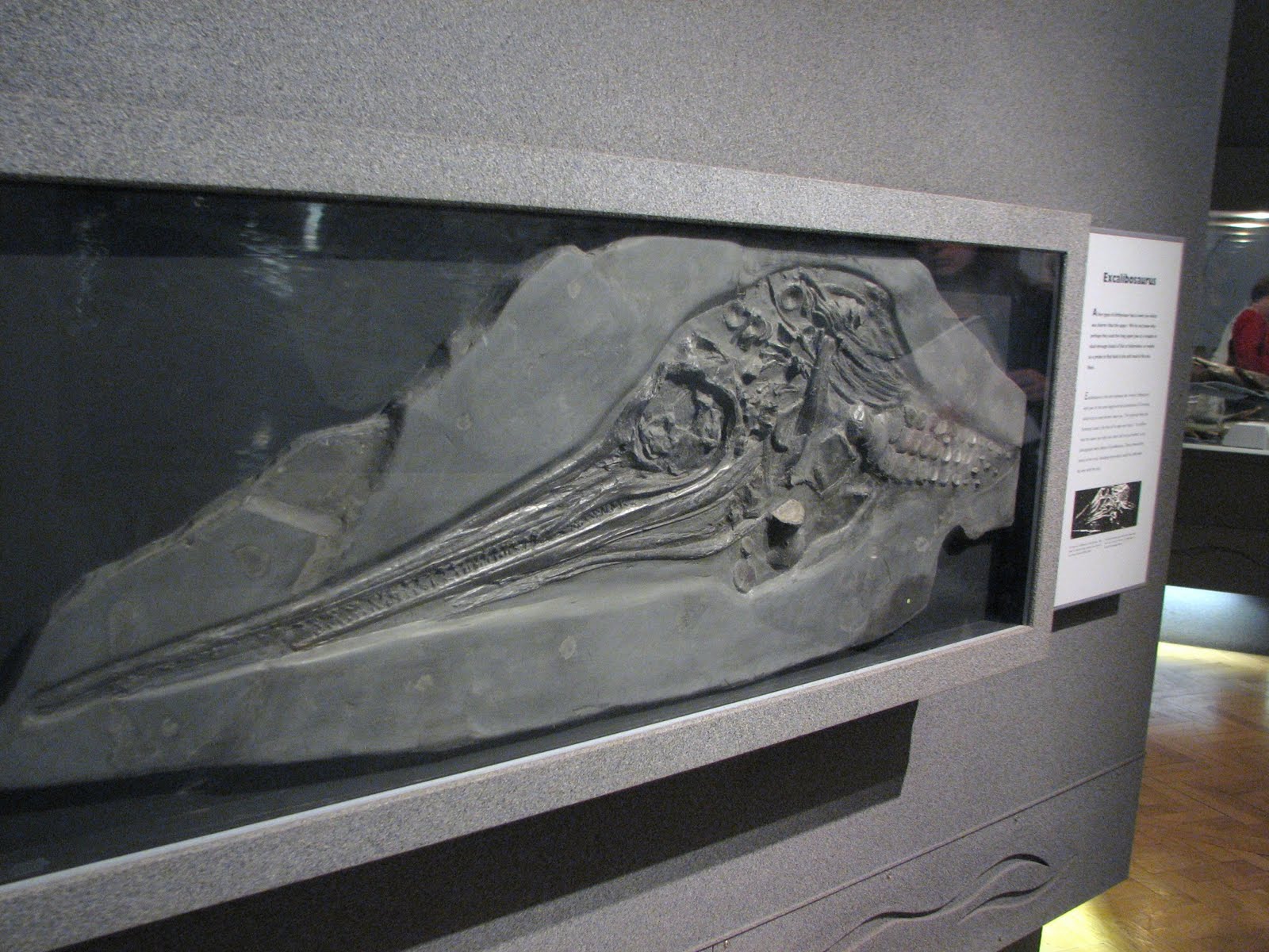 ART Evolved: Life's Time Capsule: HERE BE SEA DRAGONS