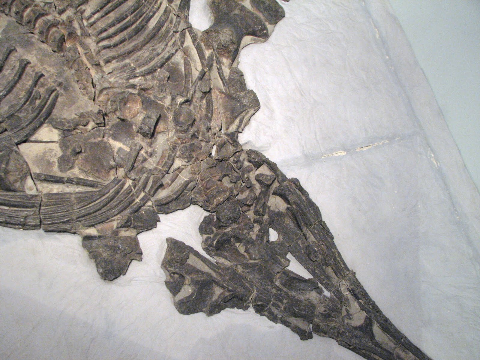 ART Evolved: Life's Time Capsule: HERE BE SEA DRAGONS