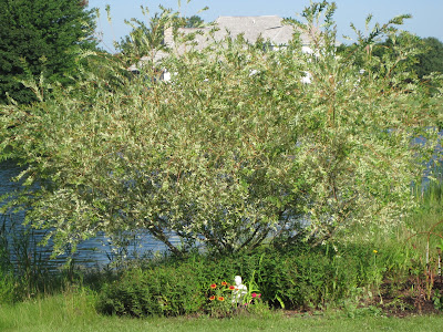 Gardening and Gardens: Dappled Willow