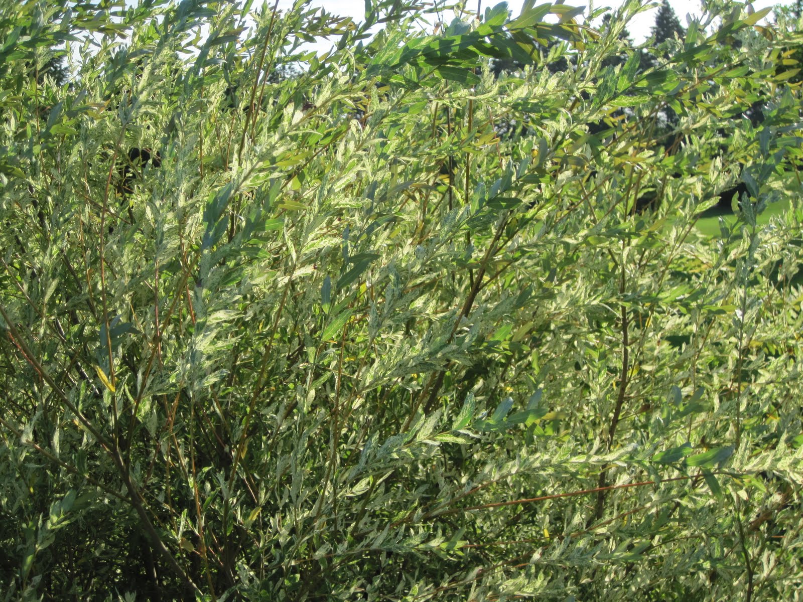 Gardening and Gardens: Dappled Willow