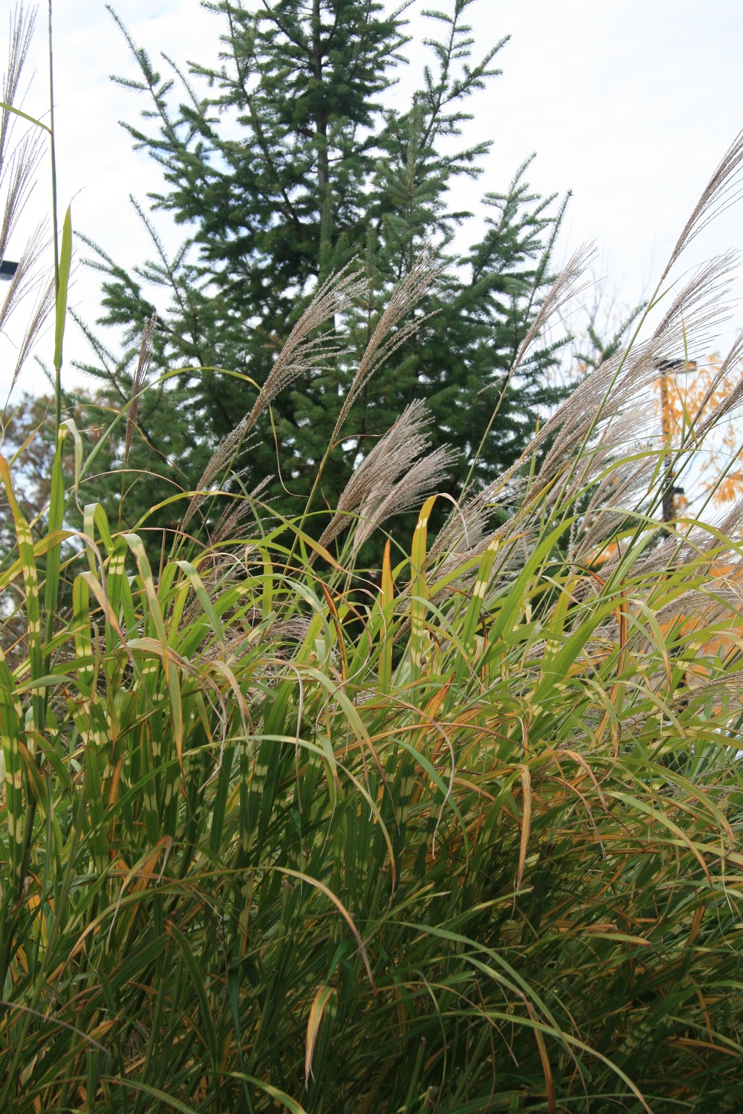 Gardening and Gardens: Grasses: The Wispy and Whimsical