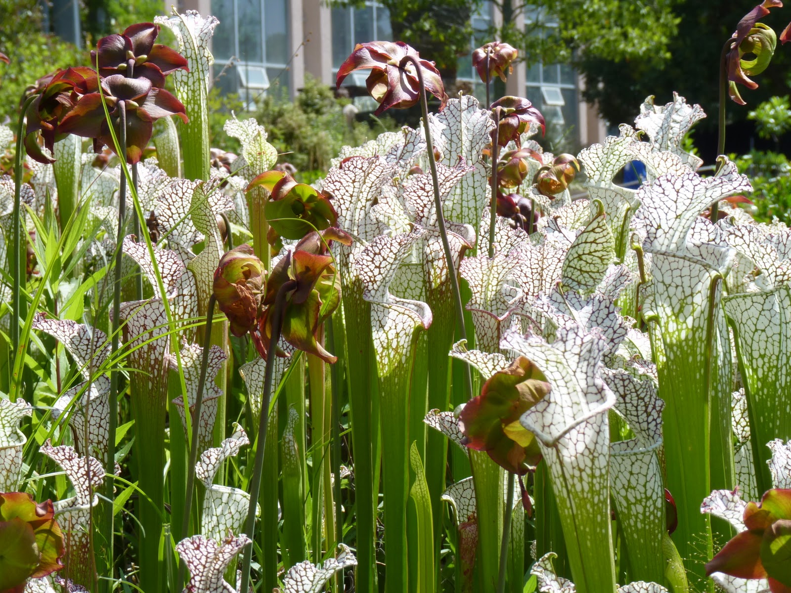 floraphile: A Superficial Tour of Floraphile Heaven: The Dorothy ...