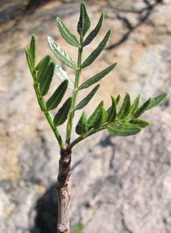 Bursera Fagaroides: Bursera Fagaroides