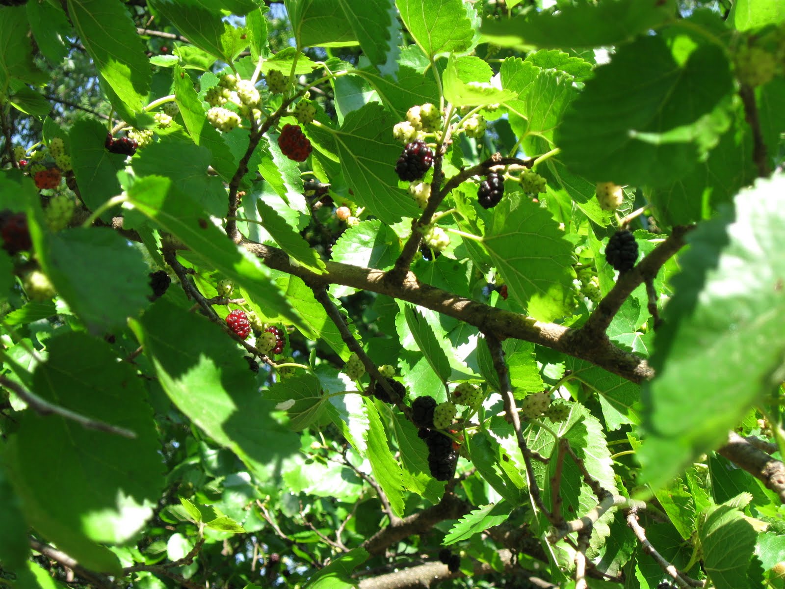 The Lost Long Island: Morus rubra