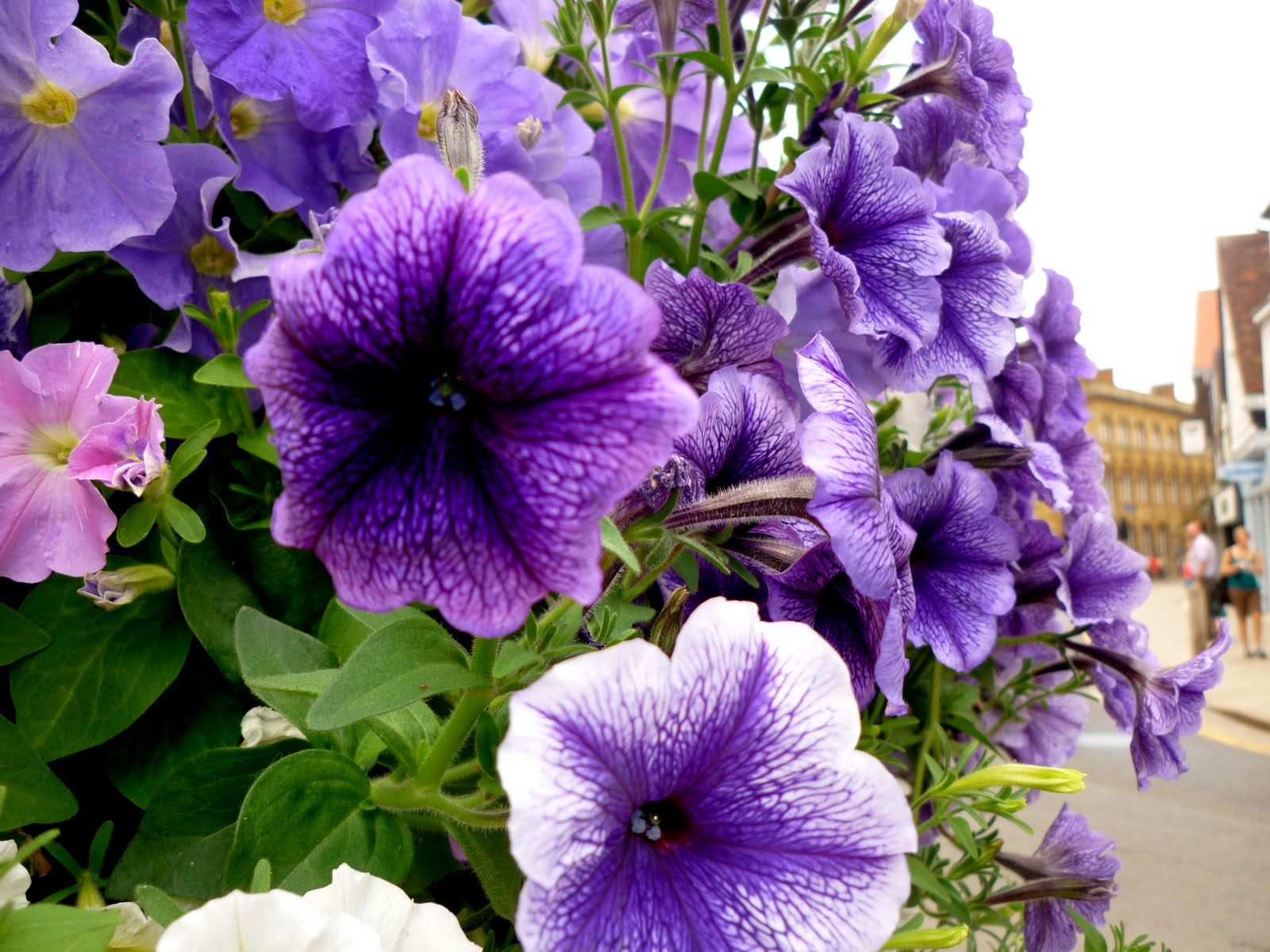 Wizard: flores moradas