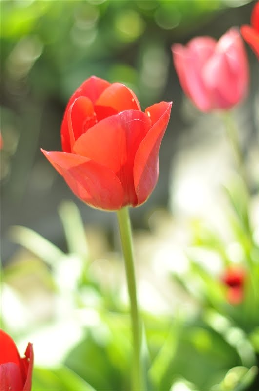 The Wilkes' Week Blog: 2010-04-11