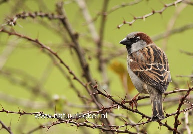 Ringmussen lijken veel op het mannetje van de Huismussen