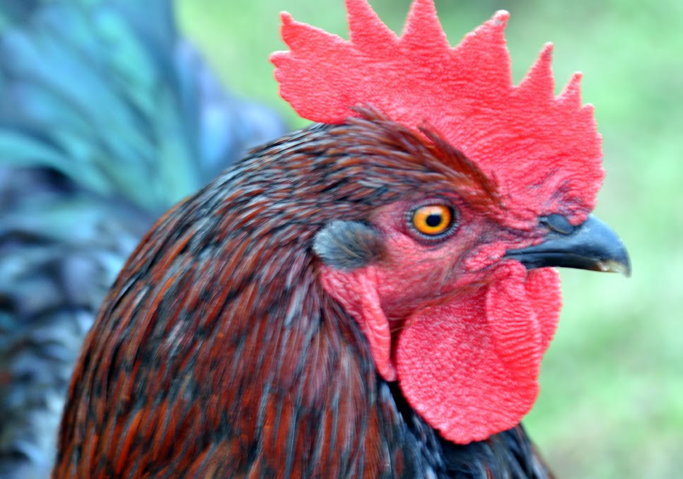 North Fife: Black Orpingtons Cockerel