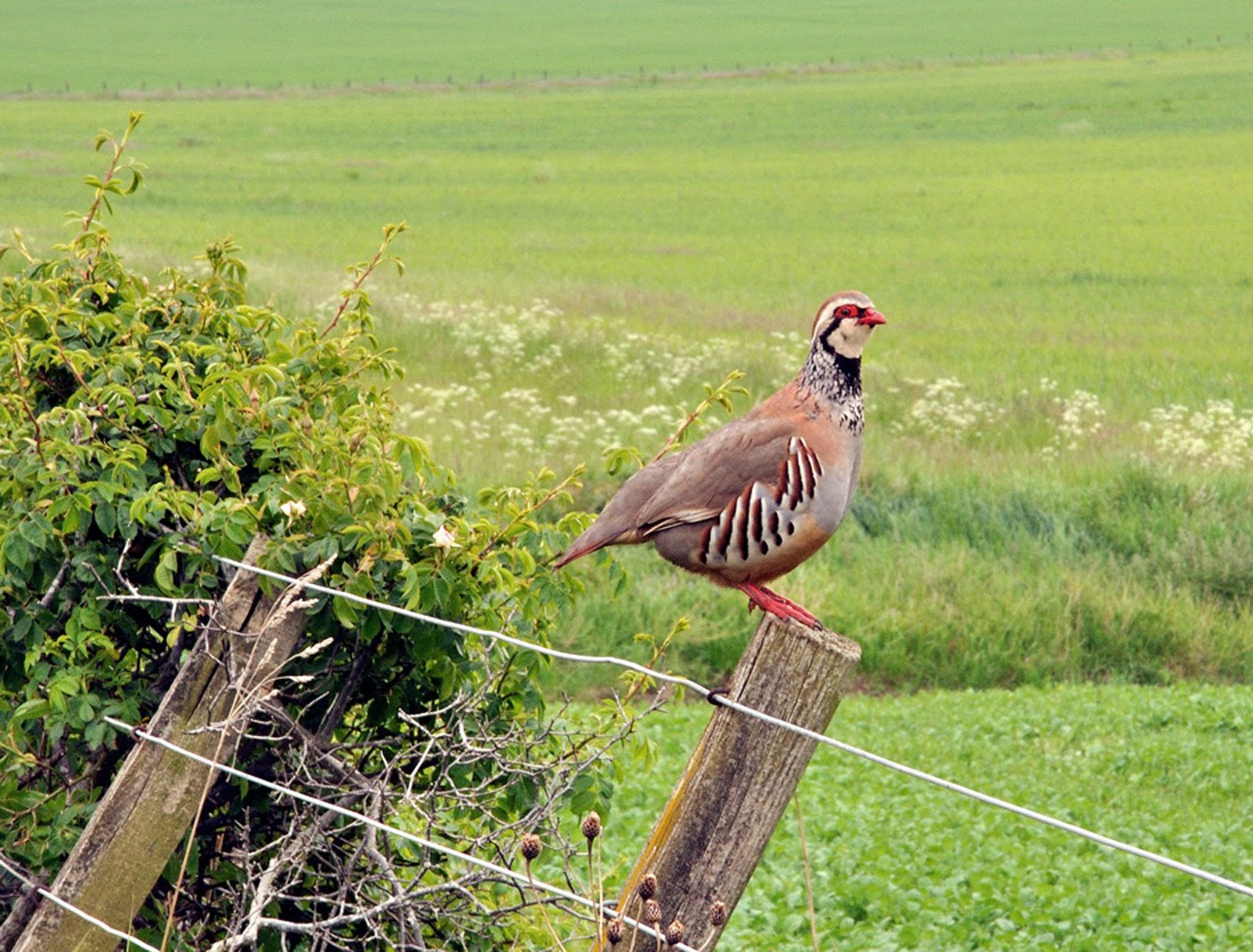 North Fife: Wild Roses North Fife