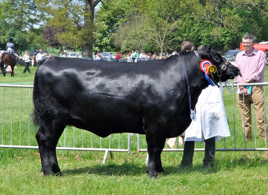 North Fife: Beef Cattle Fife Show