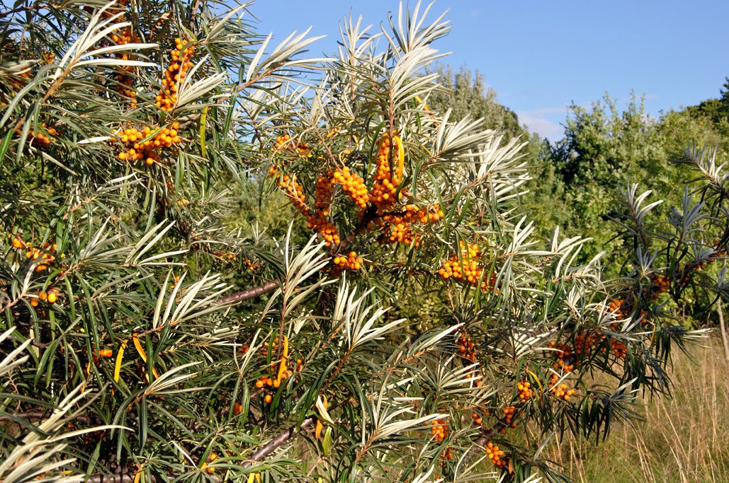 North Fife: Sea Buckthorn North Fife 2010