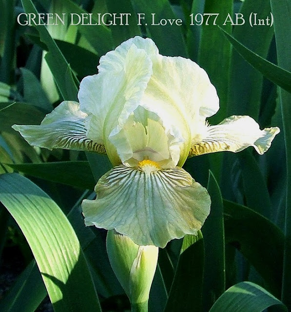 New Zealand Arilbred Median Iris 'GREEN DELIGHT' ~ HERITAGE IRISES