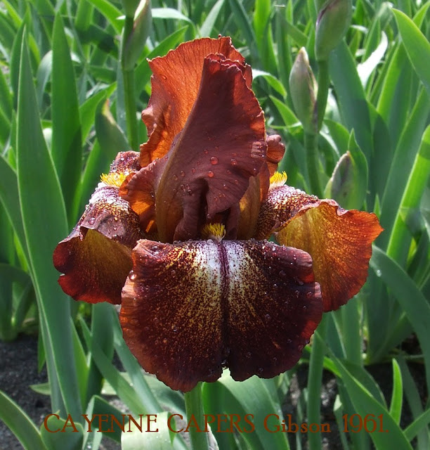 Tall Bearded Iris 'CAYENNE CAPERS' ~ HERITAGE IRISES