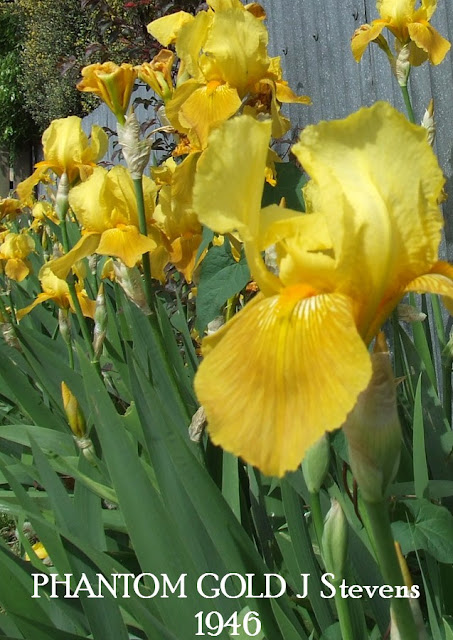 New Zealand Tall Bearded Iris 'PHANTOM GOLD' ~ HERITAGE IRISES