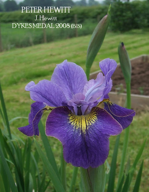 2008 British Dykes Medal Winner, Siberian Iris 'PETER HEWITT ...