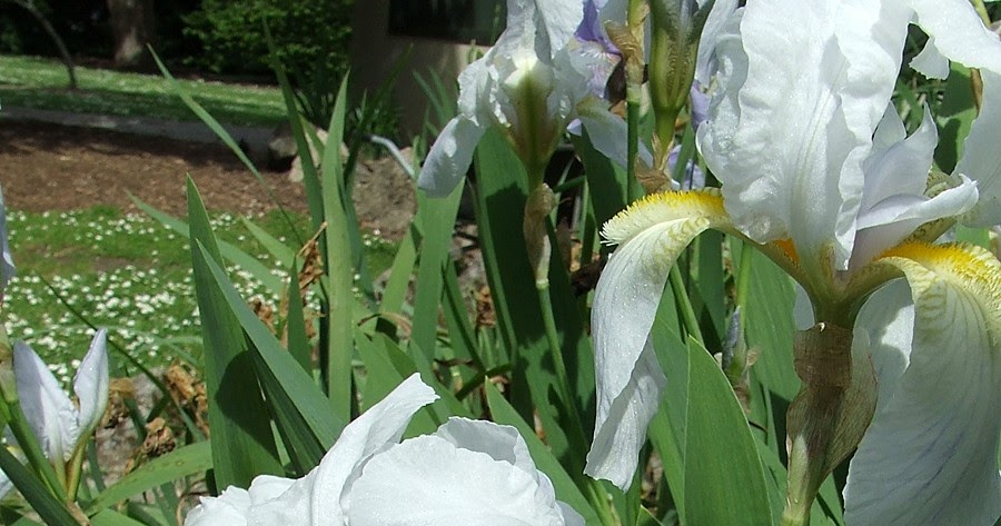 Iris 'Florentina' The Florentine Iris ~ HERITAGE IRISES