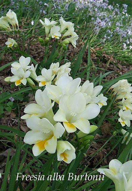 Freesia alba Burtonii ~ HERITAGE IRISES