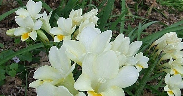 Freesia alba Burtonii ~ HERITAGE IRISES