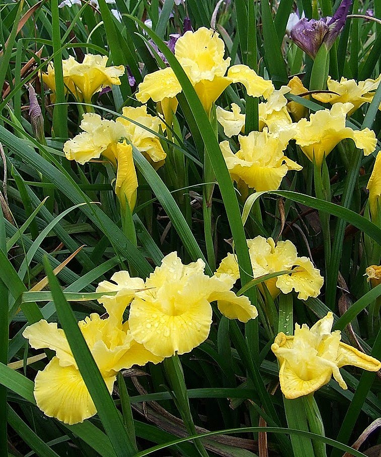 Pacific Coast Iris ~ HERITAGE IRISES