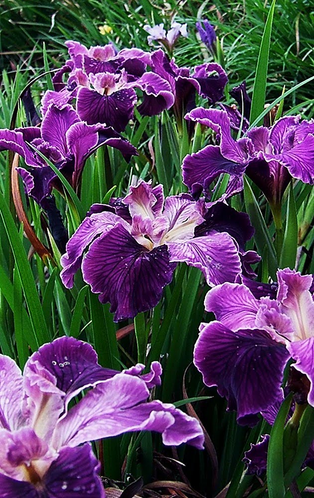 Pacific Coast Iris ~ HERITAGE IRISES
