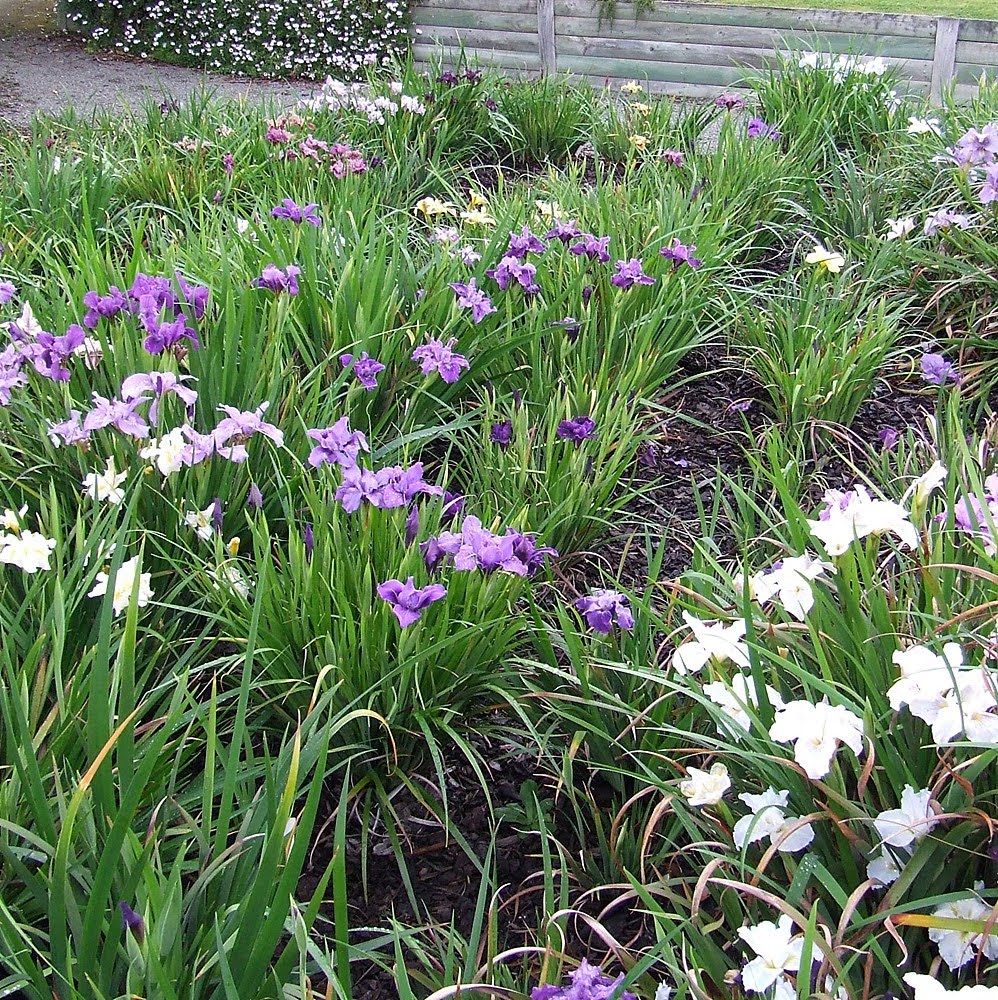 Pacific Coast Iris ~ HERITAGE IRISES