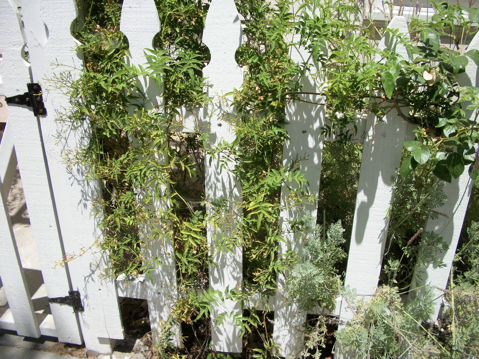 Architecture Trek: White Picket Fences: The Timeless Allure of Home