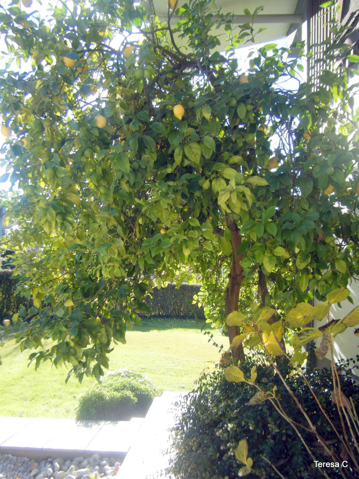 Des forêts et des arbres: Nos photos d'arbres.