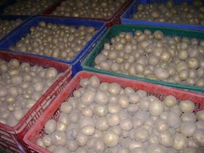 BENIH KENTANG