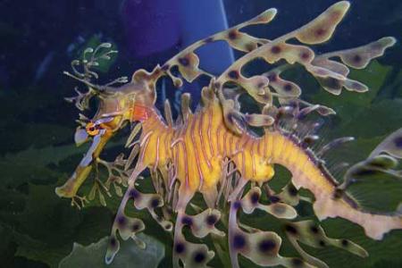 Dragones de mar | Curiosa naturaleza