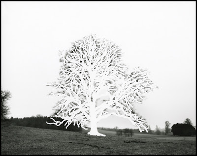Le territoire des sens: Aliki Braine : Draw me a tree