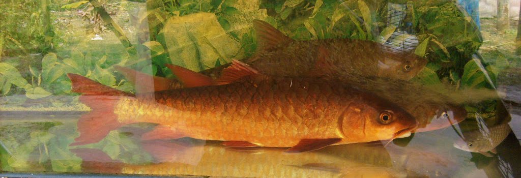 Kelah Merah @ Red Mahseer