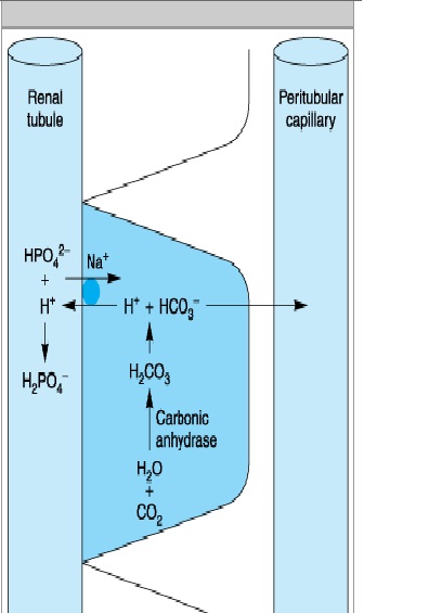 learn anesthesia and have fun: simlpe and practical approach to acid ...