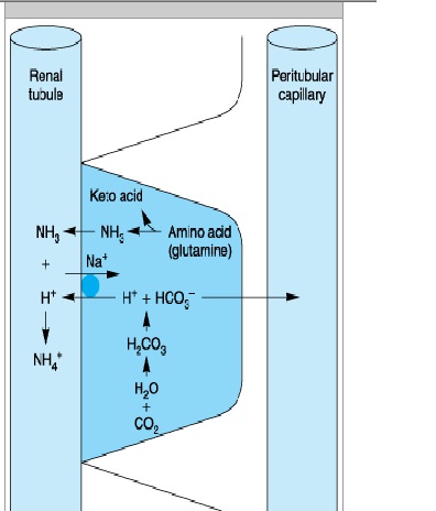 learn anesthesia and have fun: simlpe and practical approach to acid ...