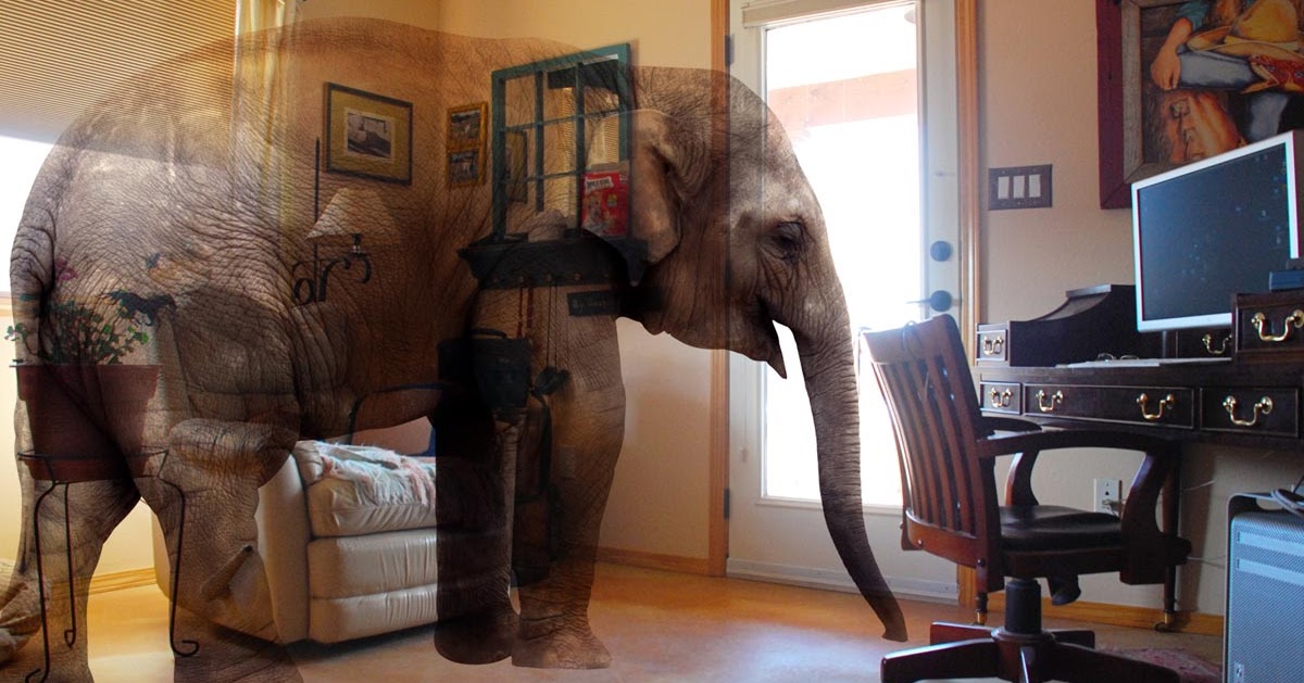 The 7MSN Ranch: The elephant in the room