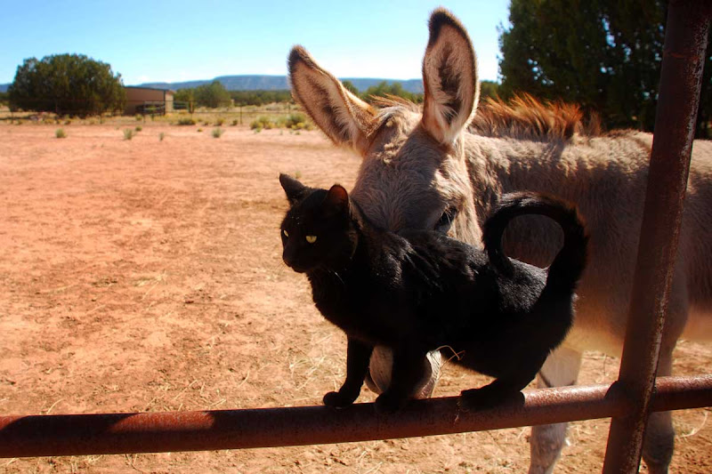 The 7MSN Ranch: George succumbs to temptation