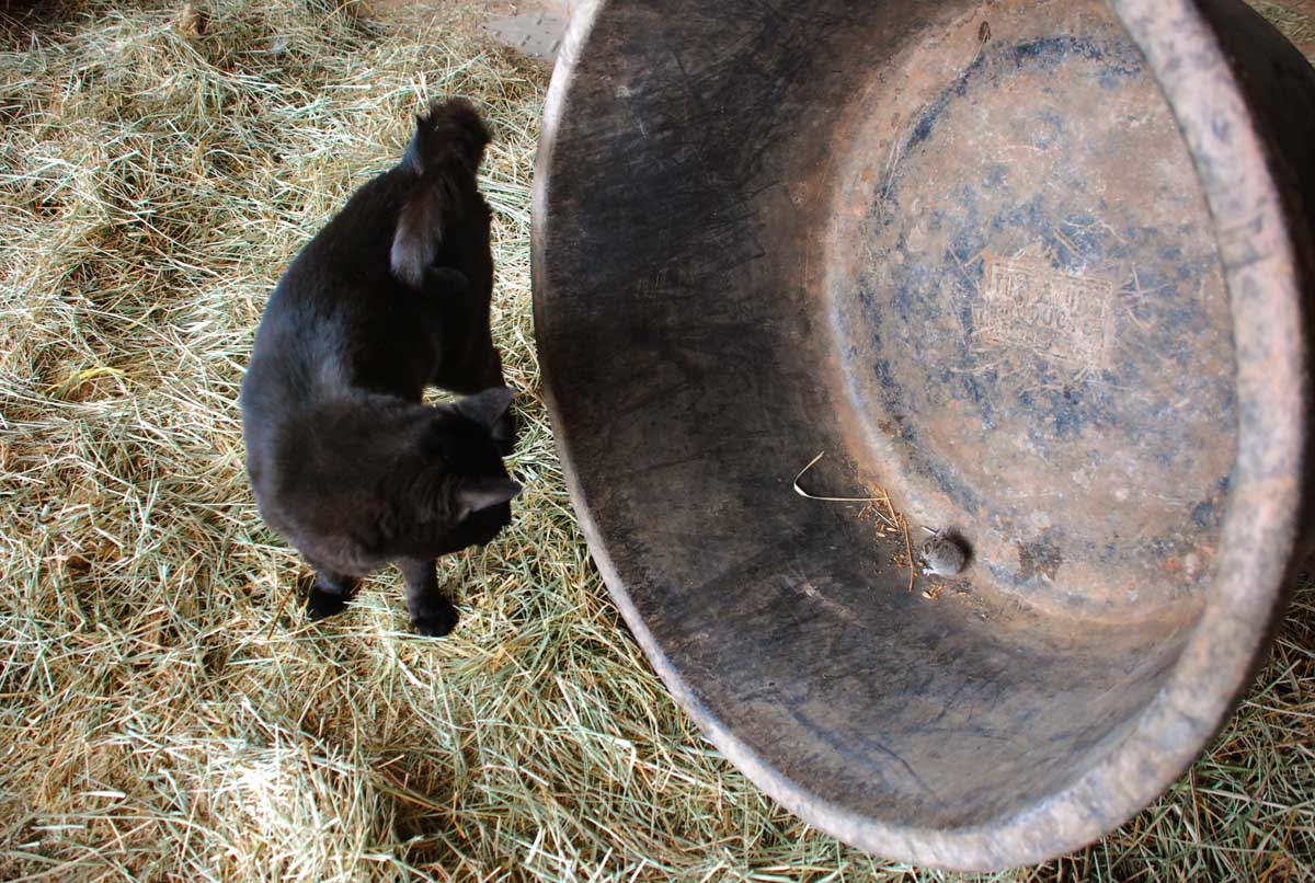 The 7MSN Ranch: Deets and Jerry